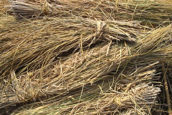 What is the use value of the crop straw?